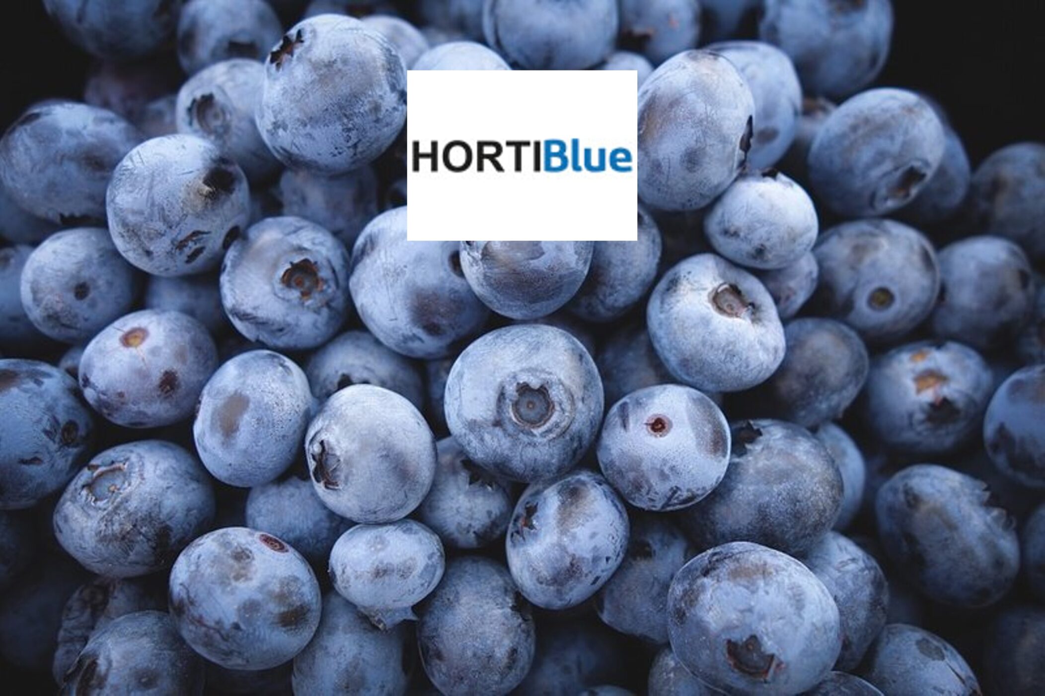 First blueberry case packer in the Netherlands - Nederlands